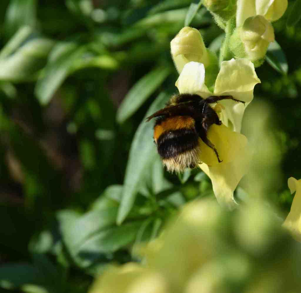 Butterflies and bees | The Biking Gardener