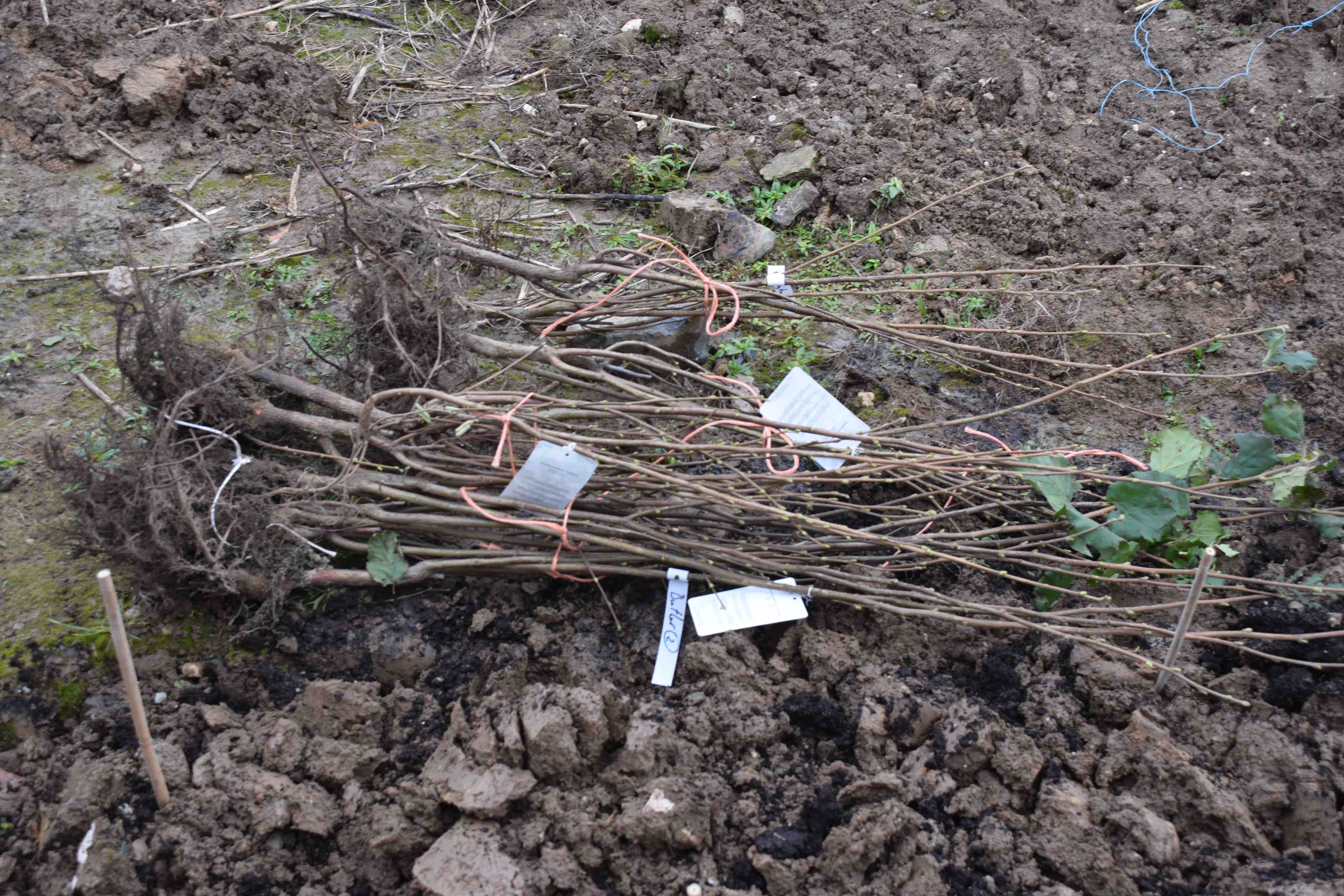 I had a little nut tree, nothing would it bear… | The Biking Gardener