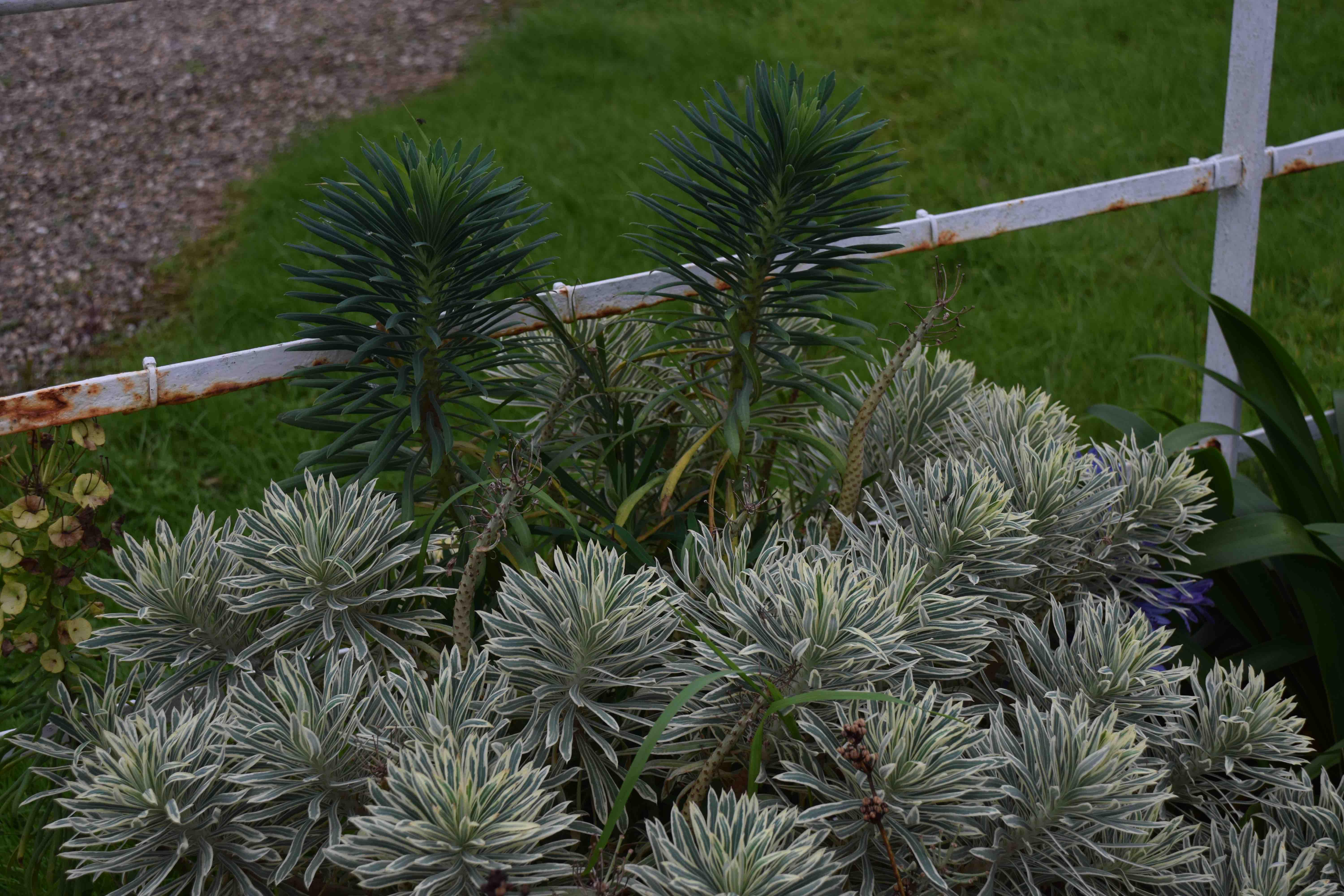 What is reversion? | The Biking Gardener