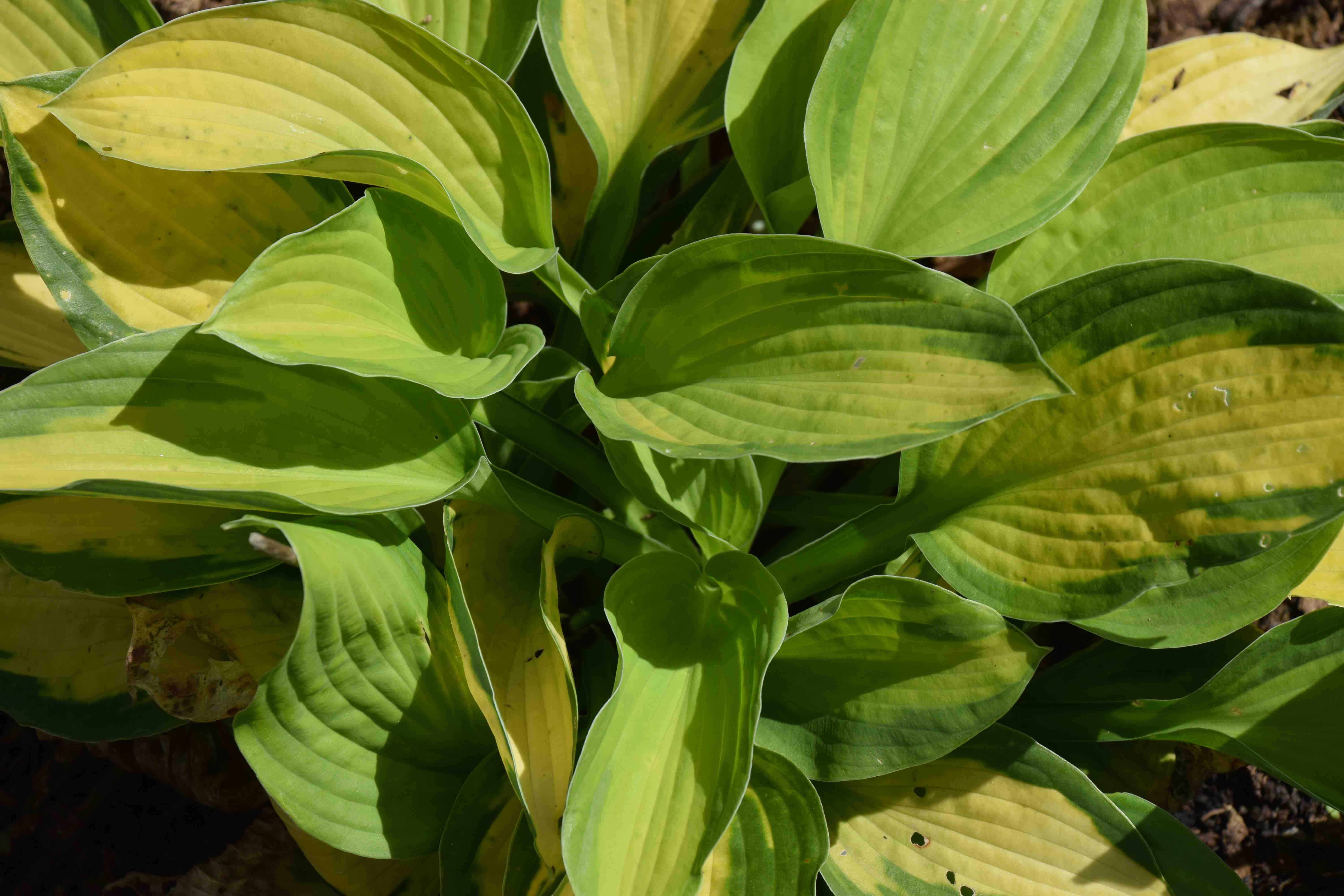 Some hostas | The Biking Gardener
