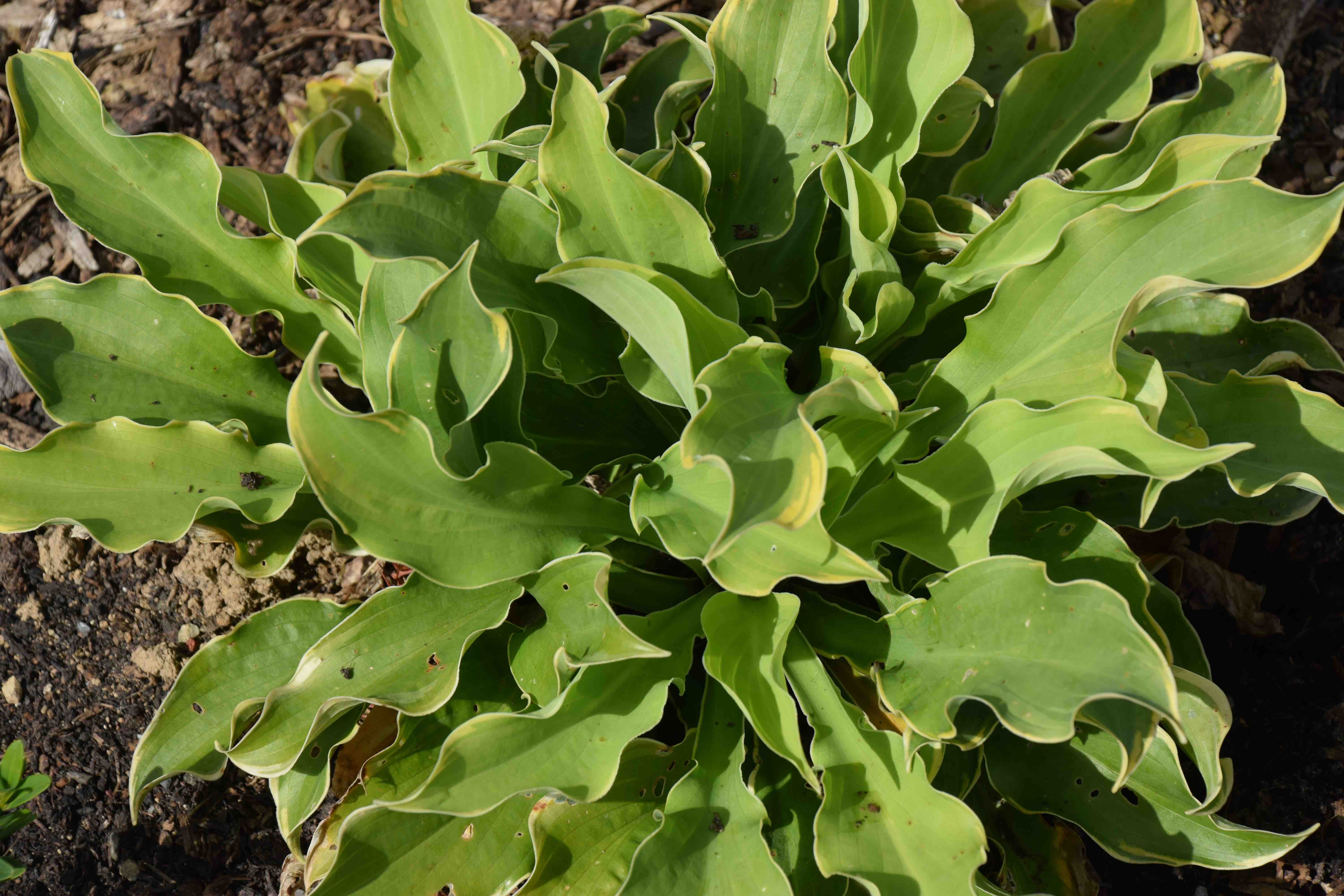 Some hostas | The Biking Gardener