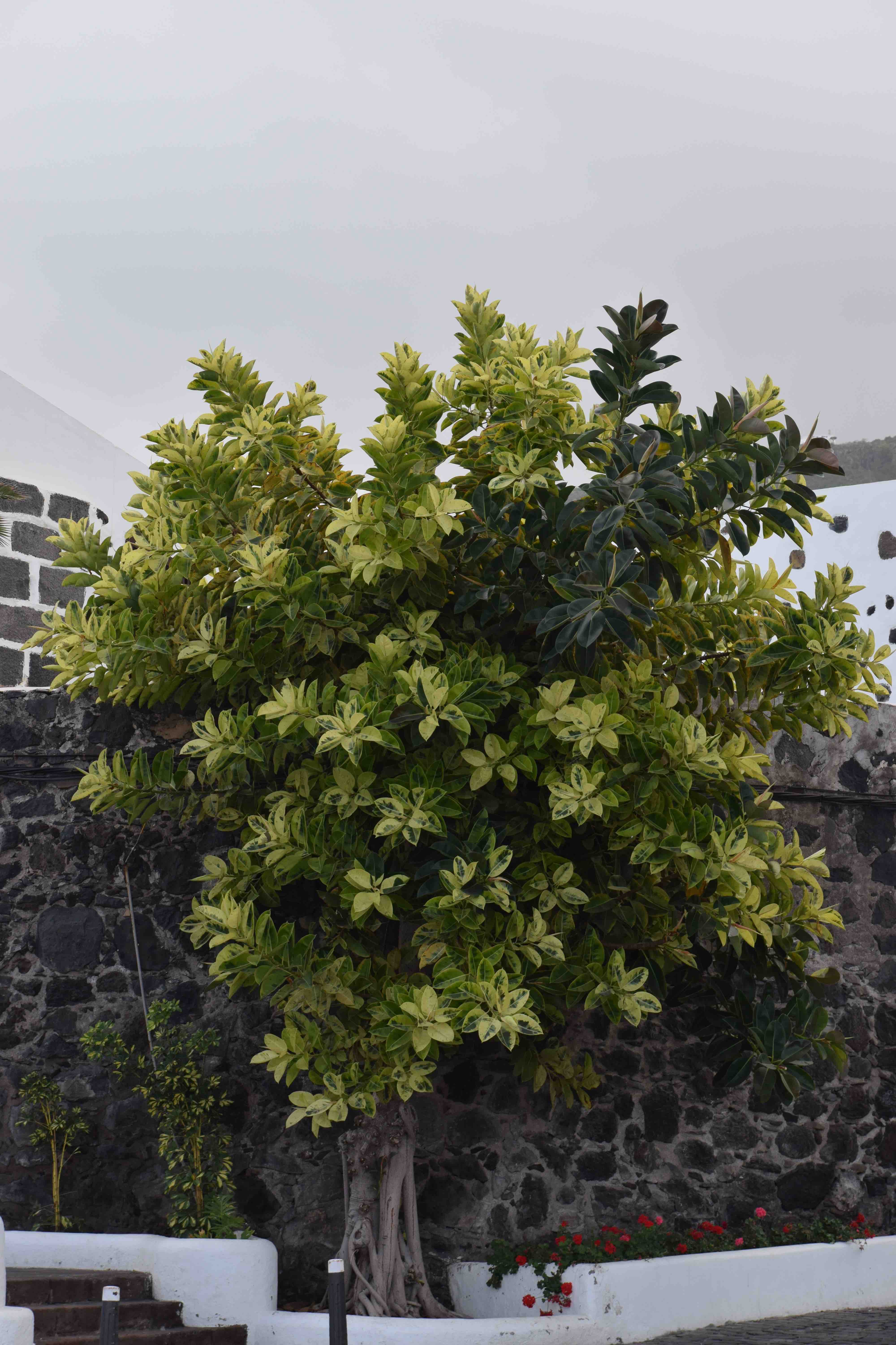 What is reversion? | The Biking Gardener