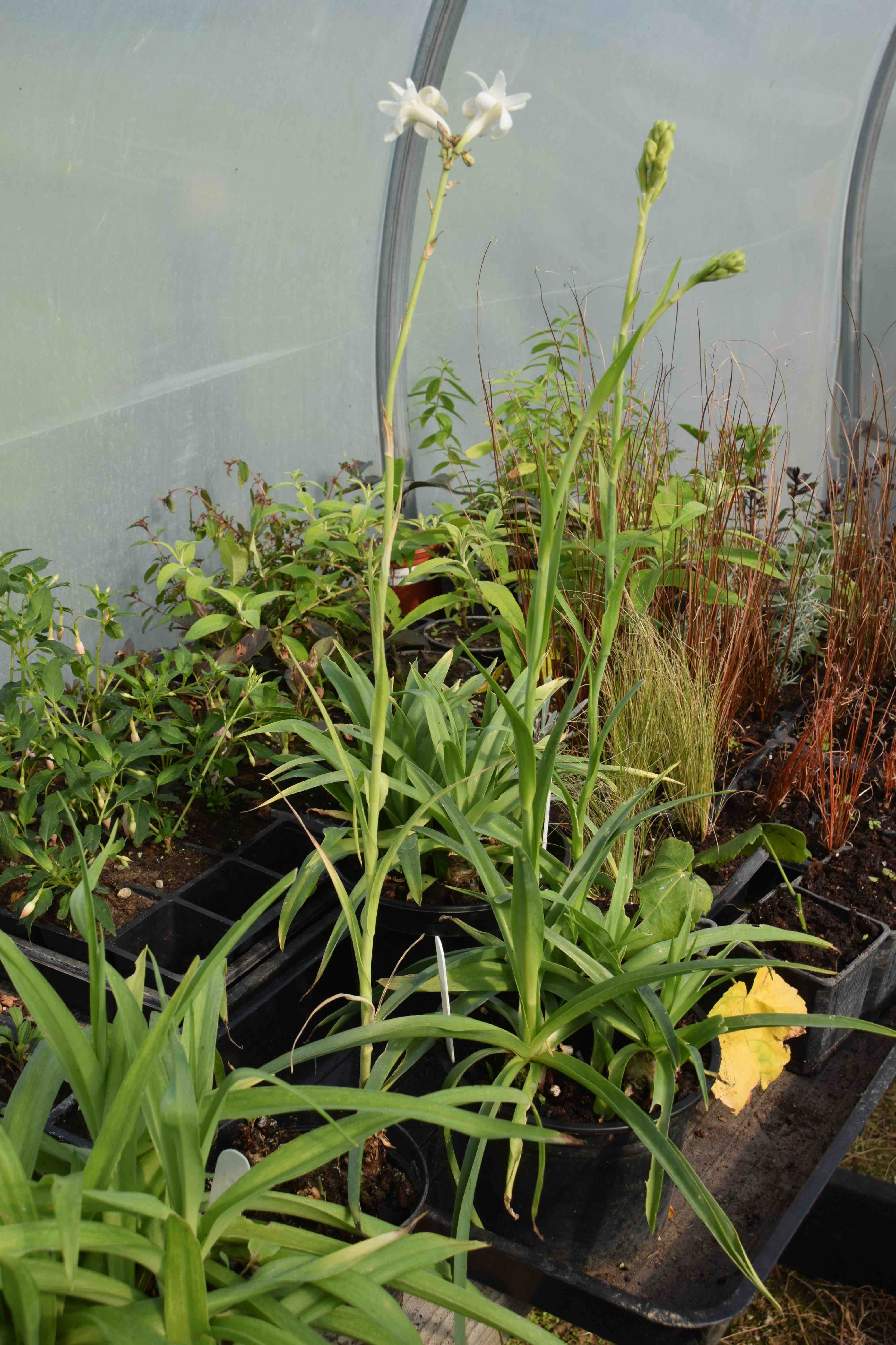 Polianthes: a one-trick pony | The Biking Gardener