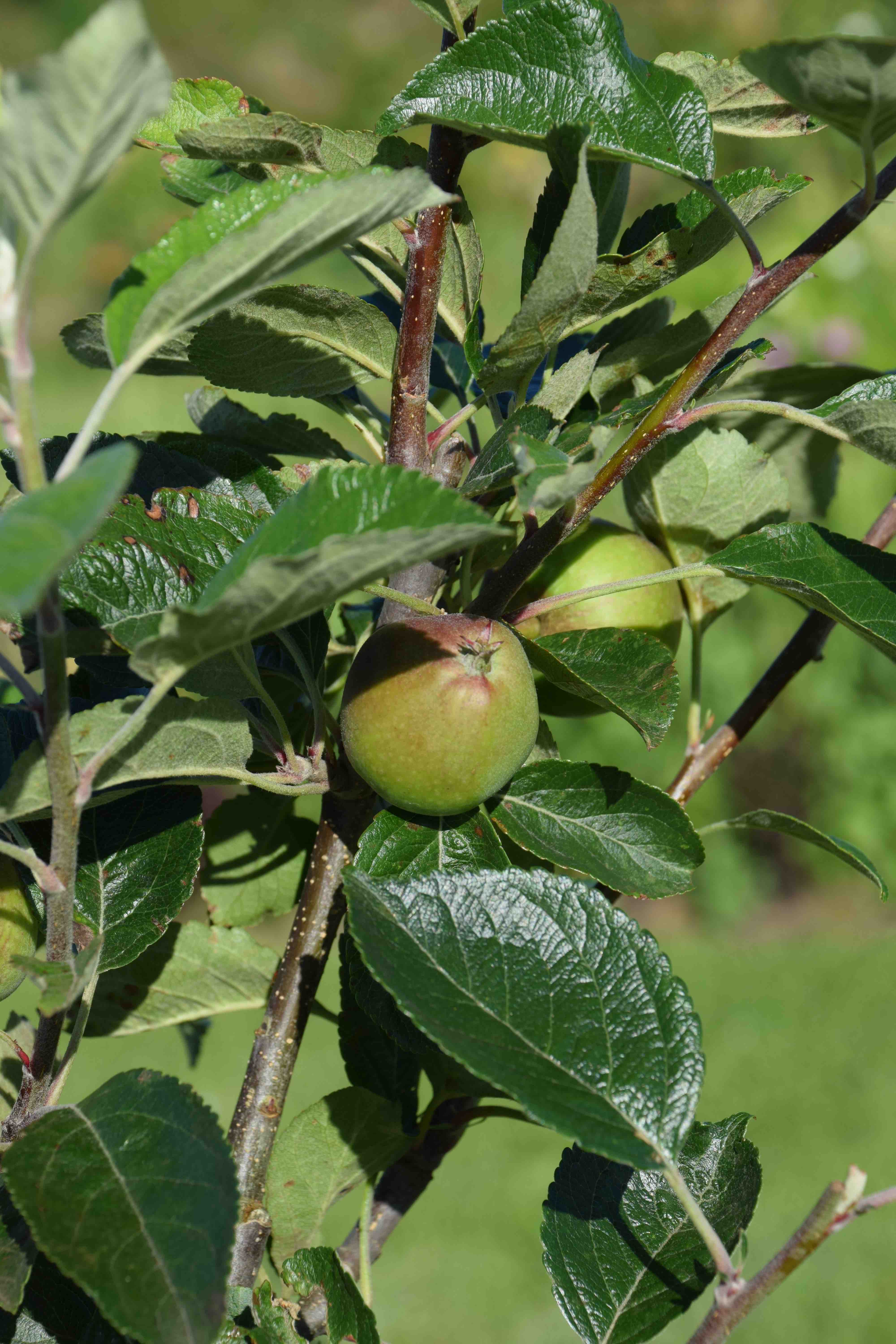 The first (tiny) apple harvest | The Biking Gardener