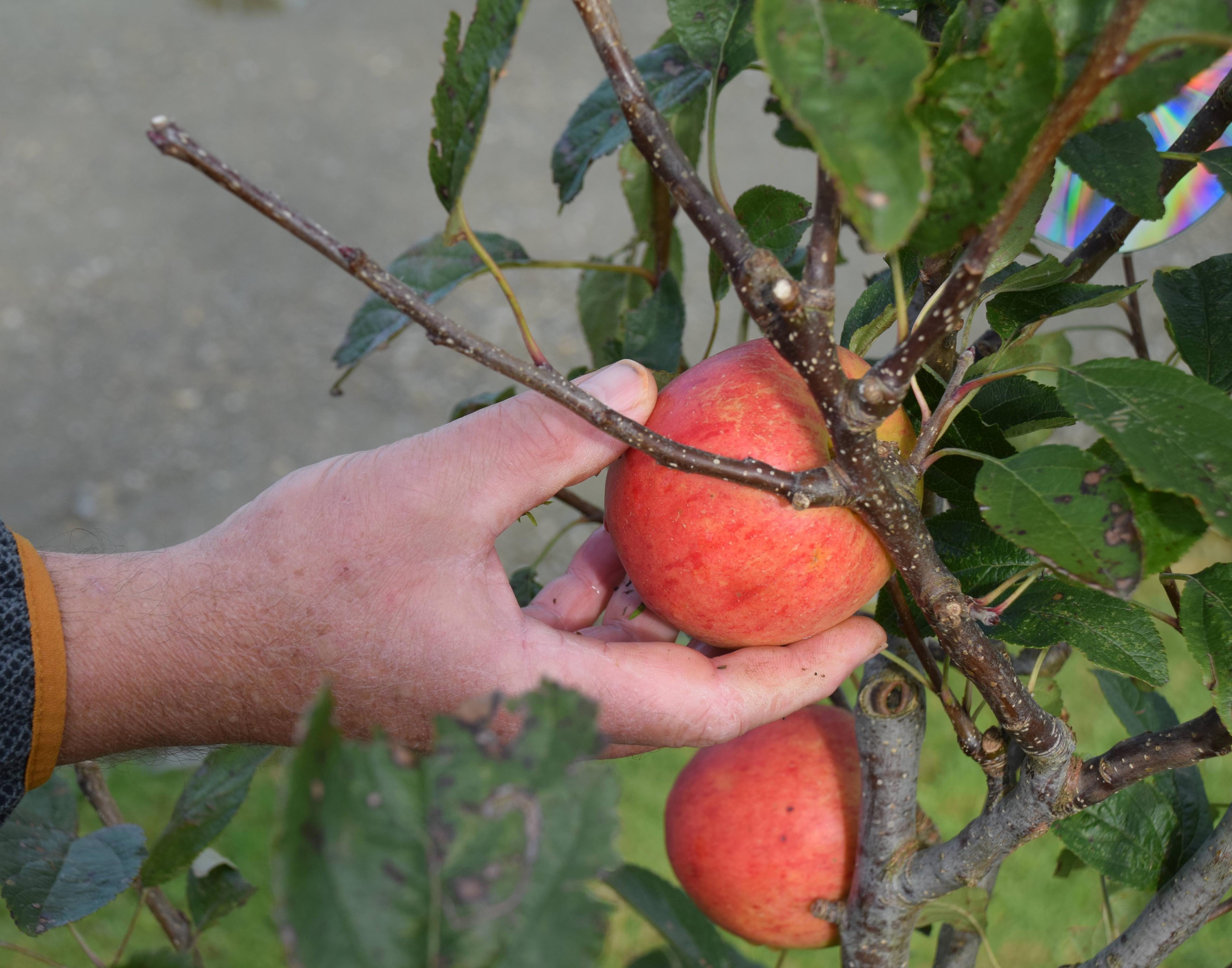 The first (tiny) apple harvest | The Biking Gardener