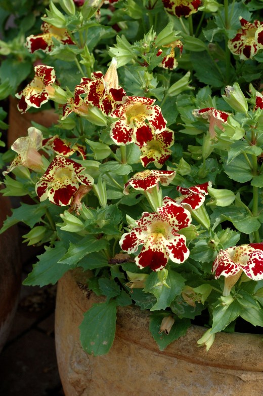 Amazing annuals: mimulus | The Biking Gardener