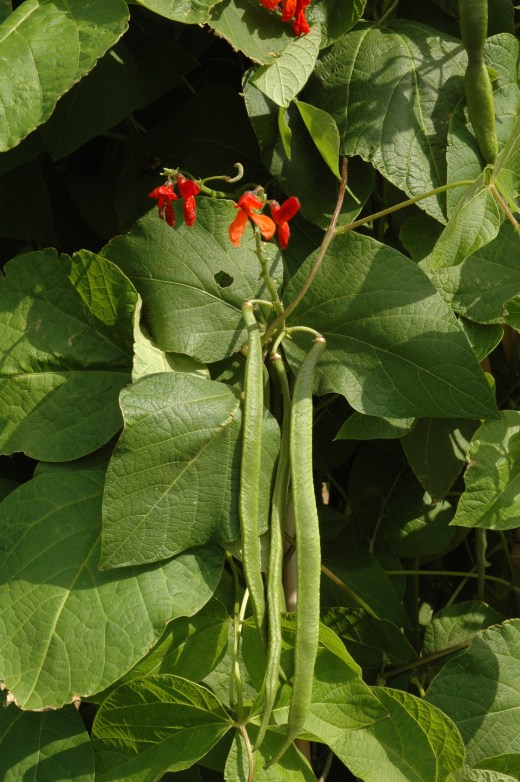 Growing veg: Runner beans | The Biking Gardener