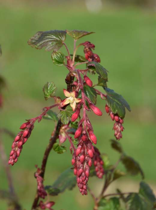 Getting excited about ribes | The Biking Gardener