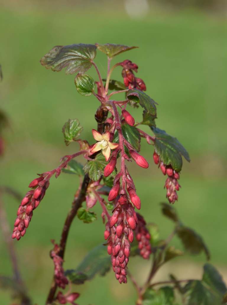 Getting excited about ribes | The Biking Gardener