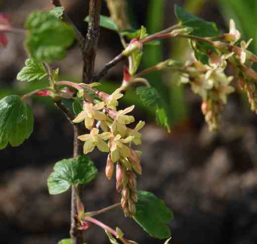 Getting excited about ribes | The Biking Gardener