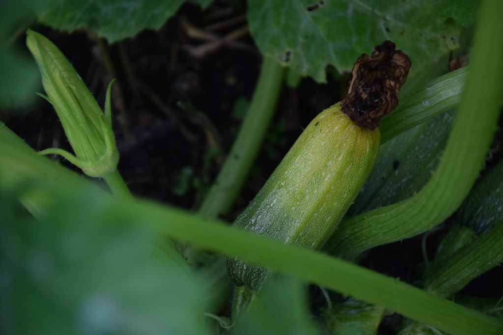Troubles with courgettes | The Biking Gardener