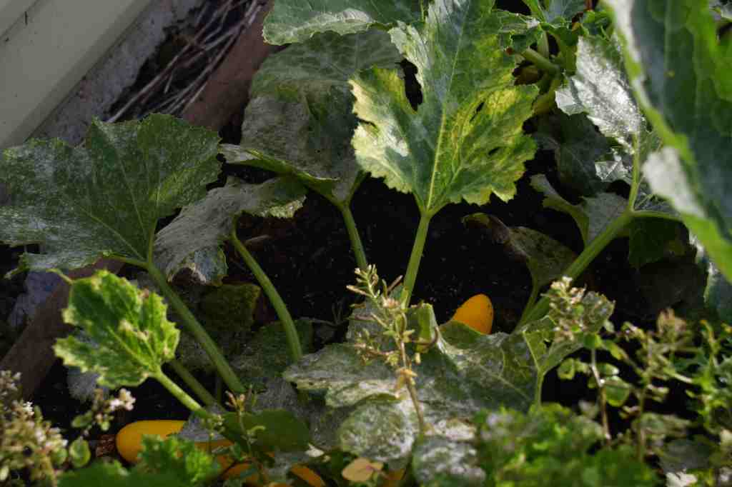 Troubles with courgettes | The Biking Gardener