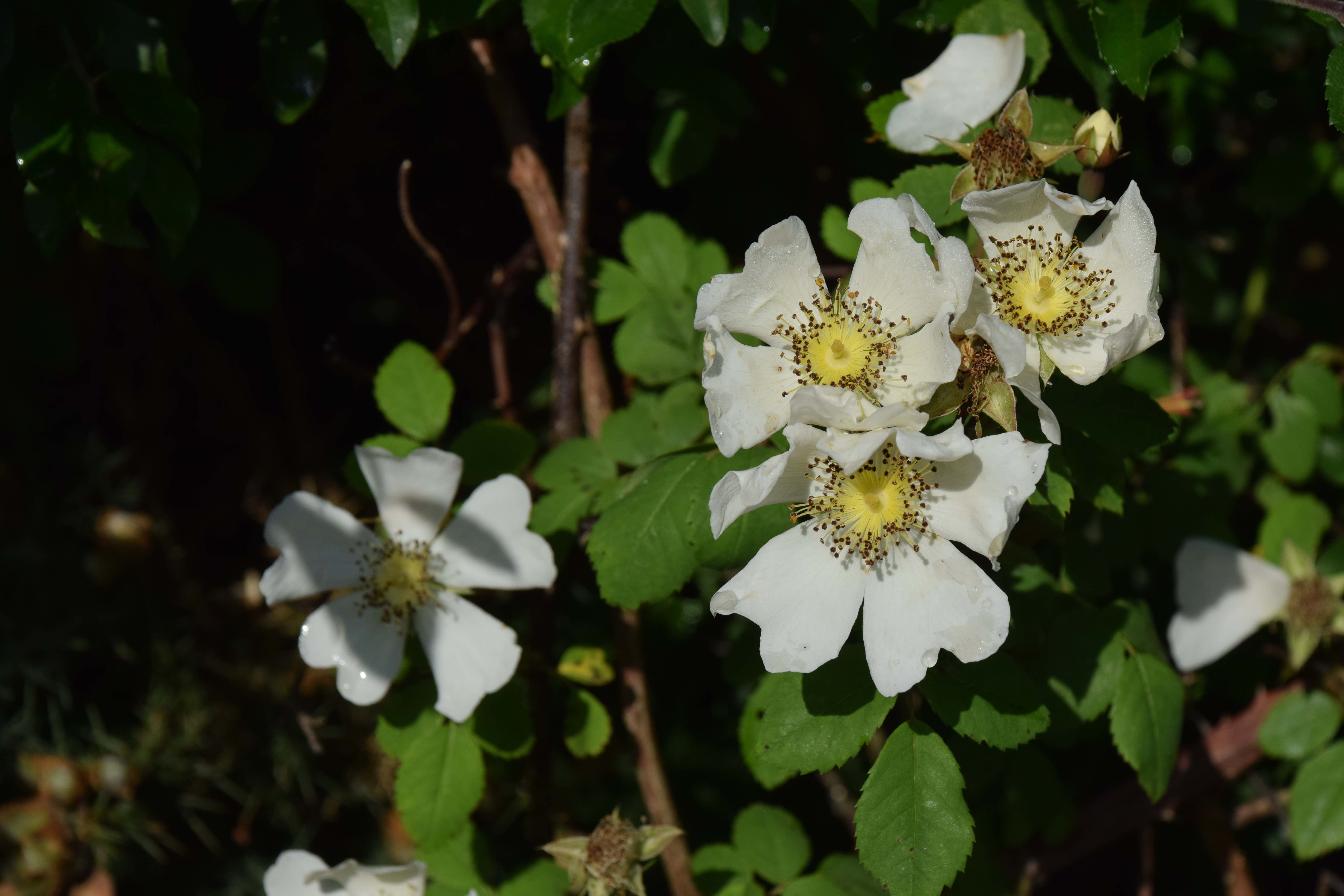 Centaurea montana | The Biking Gardener