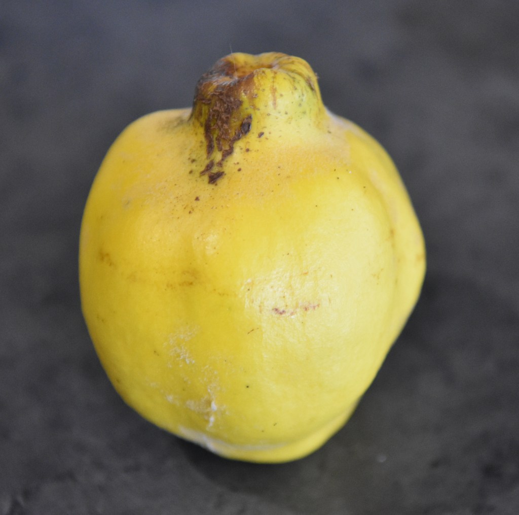 What is a quince? | The Biking Gardener