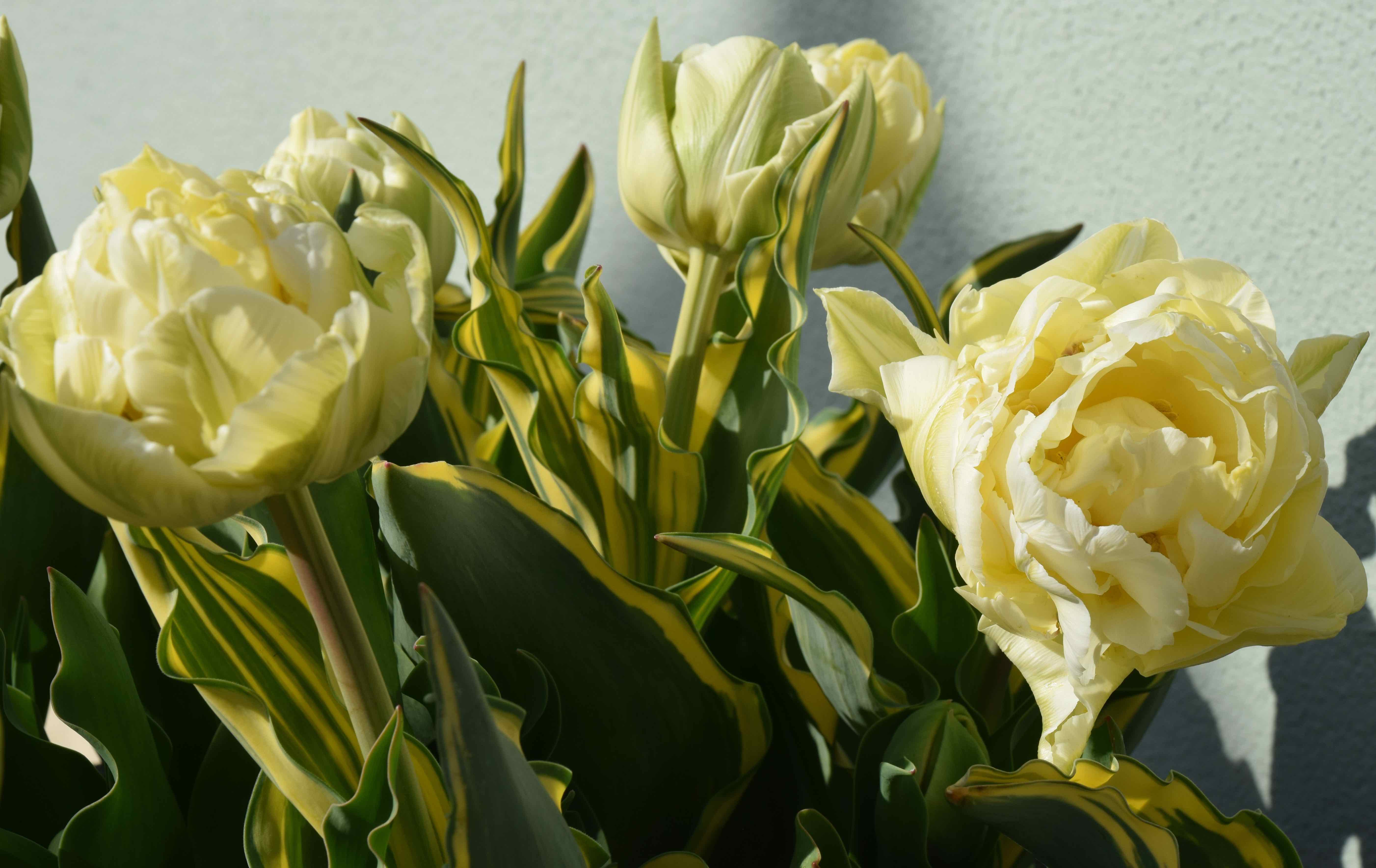 Variegated tulips | The Biking Gardener