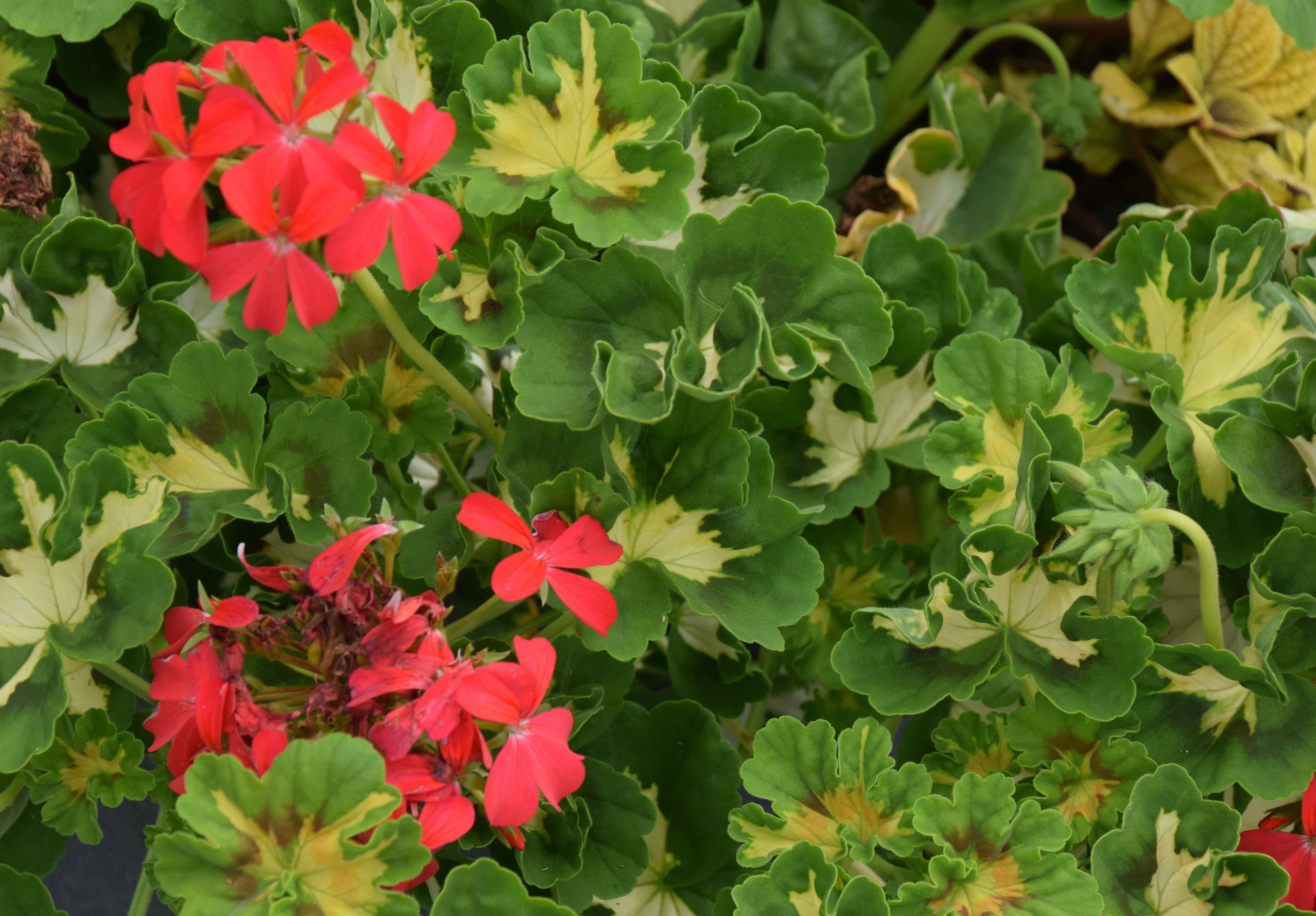 A very ‘Happy Thought’ | The Biking Gardener