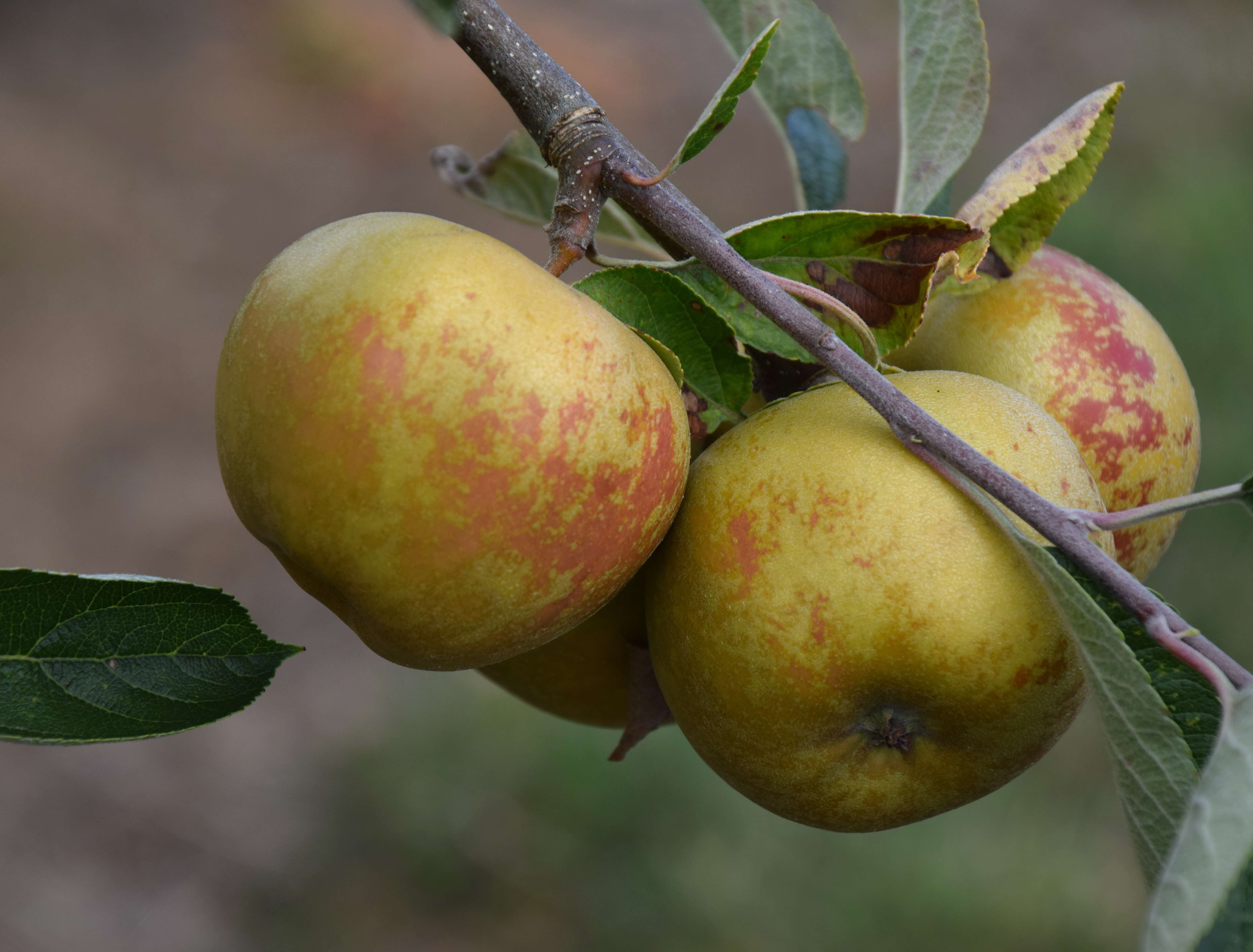 A brace of apples | The Biking Gardener