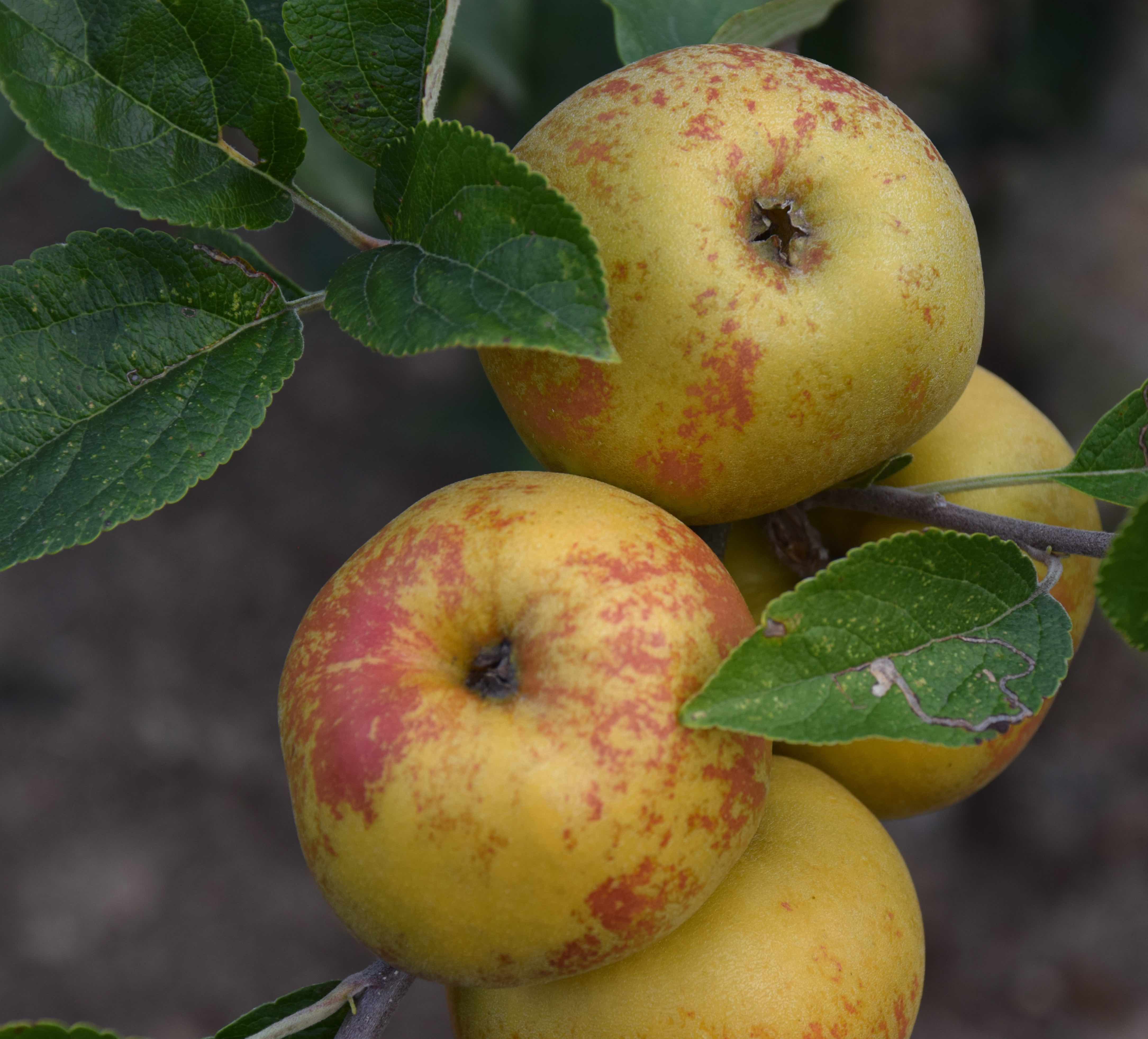 A brace of apples | The Biking Gardener