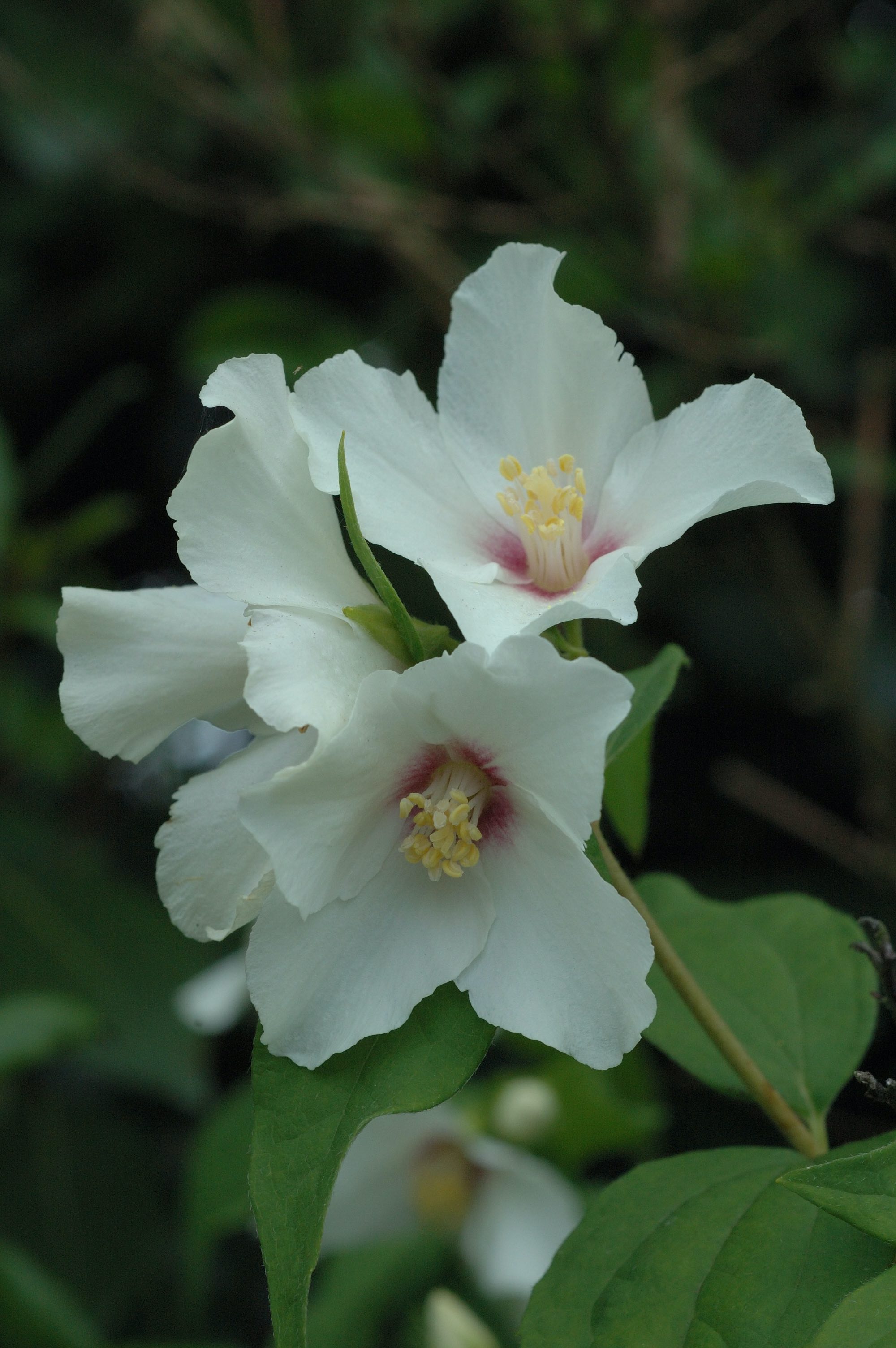 Philadelphus fundamentals | The Biking Gardener