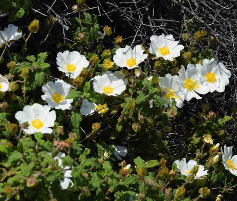 Wildflowers of Cyprus: part three | The Biking Gardener