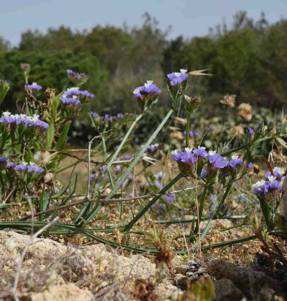 Wildflowers of Cyprus: part three | The Biking Gardener