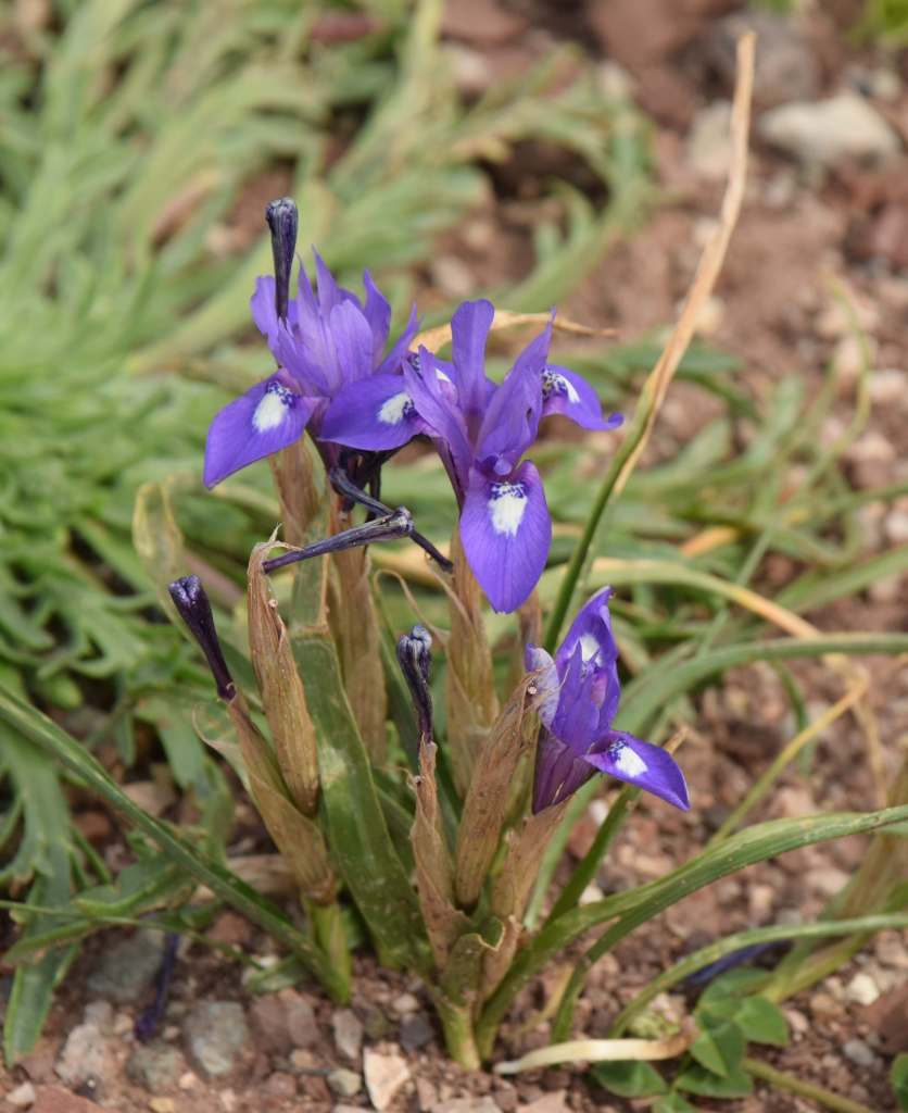 Wildflowers of Cyprus: part three | The Biking Gardener