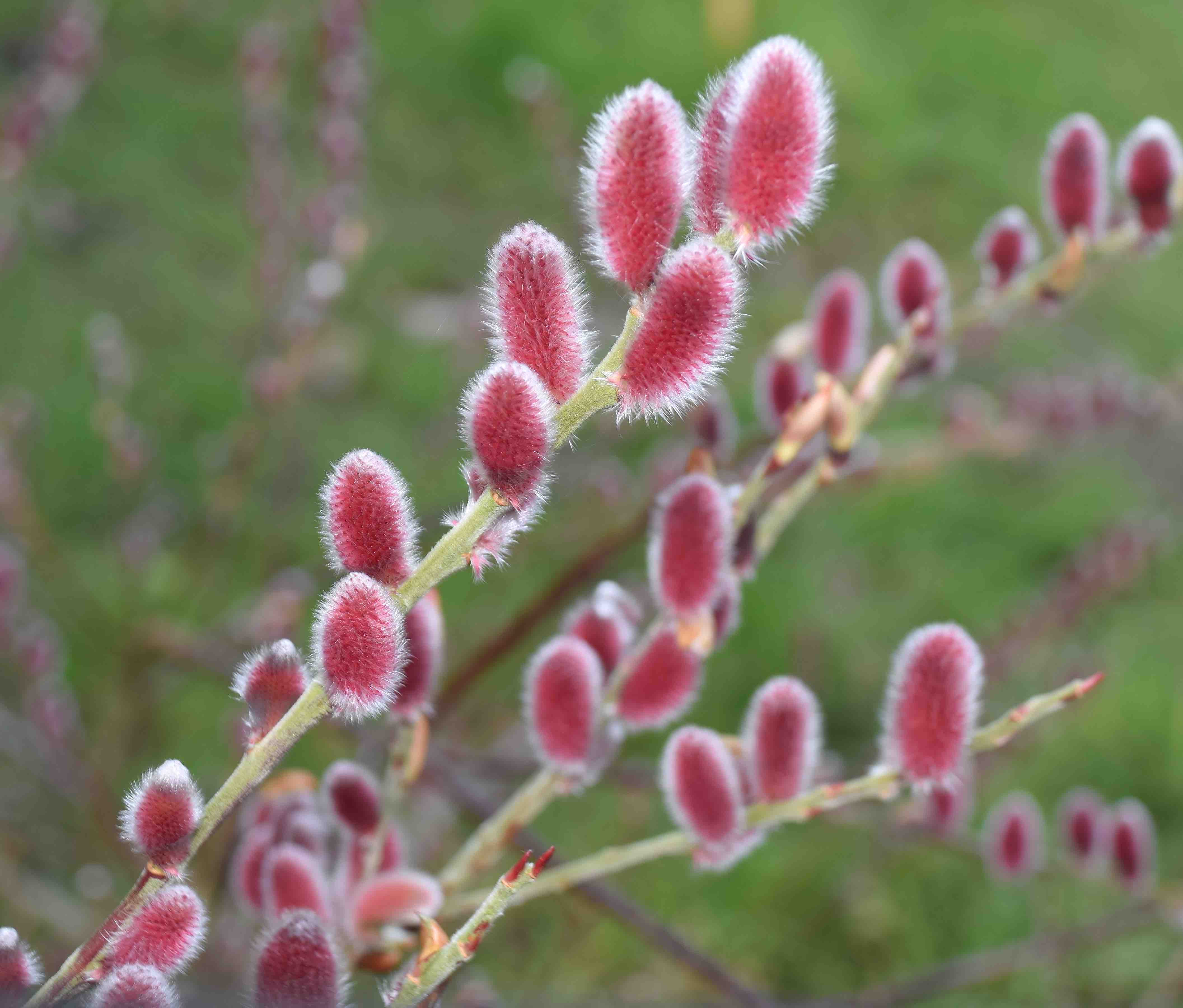 A narrow escape: I hope | The Biking Gardener