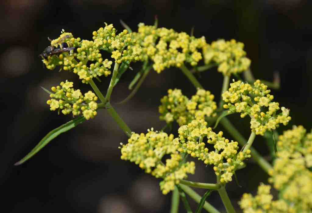 The next big thing? Patrinia scabiosifolia | The Biking Gardener