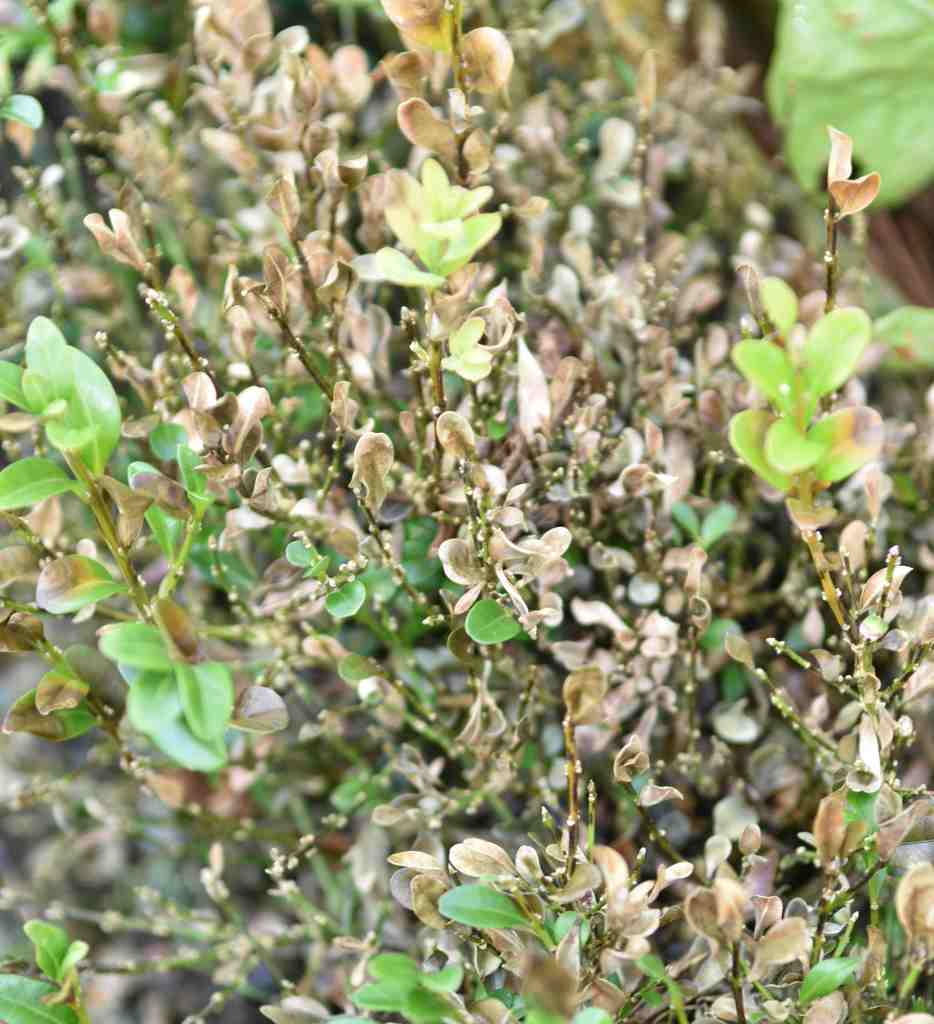 Oh no. Box blight | The Biking Gardener