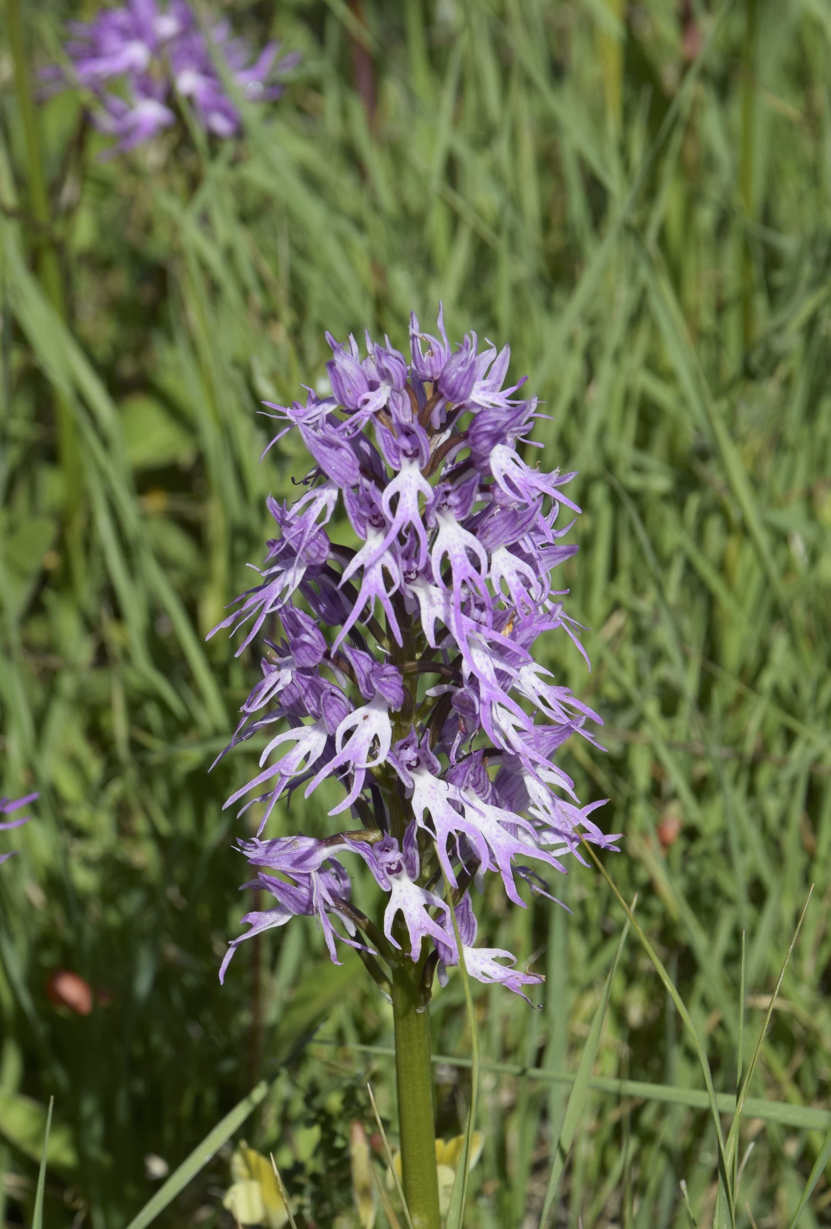 We are family: Orchids | The Biking Gardener